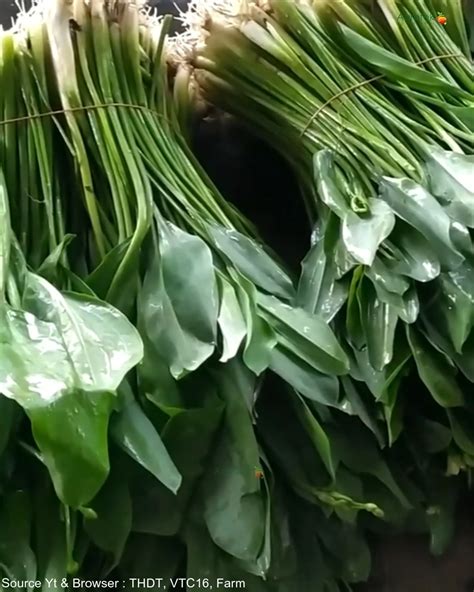 Agrotek Budidaya Tanaman Genjer Yang Sangat Langka Agrotek Budidaya Tanaman Genjer Yang