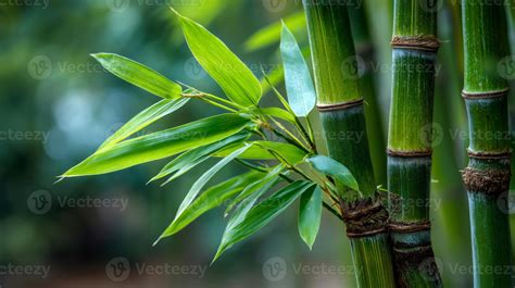Vibrant Green Bamboo Stalks And Leaves Growing In Nature 65633915 Stock