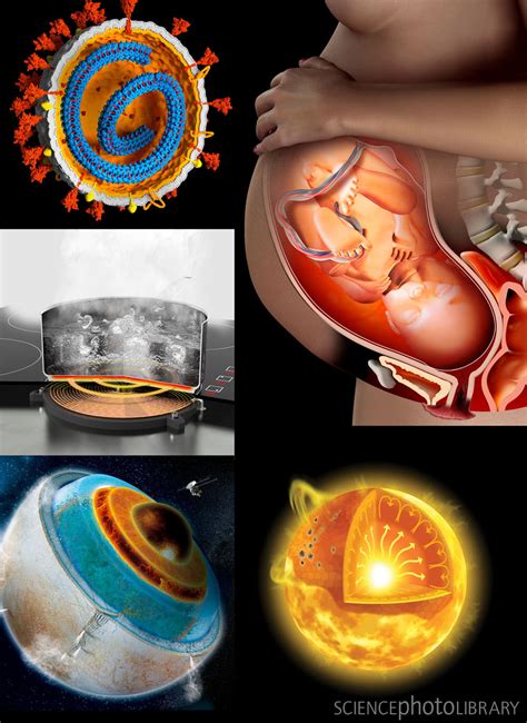 The Cutaway Is A Vital Tool For The Scientific Illustrator To Depict