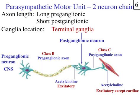 Ppt Autonomic Nervous System Powerpoint Presentation Free Download