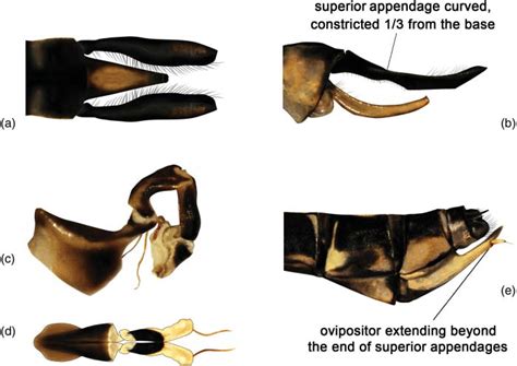 Cephalaeschna Discolor Sp Nov Holotype Male A D And Paratype Download Scientific Diagram