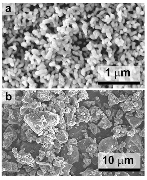 Scanning Electron Micrographs Of Two Different Crystalline α Tcp Download Scientific Diagram