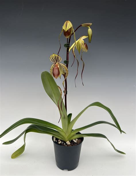 Paph Booths Sand Lady Lady Isabel Jumbo X Sanderianum Lady In Red