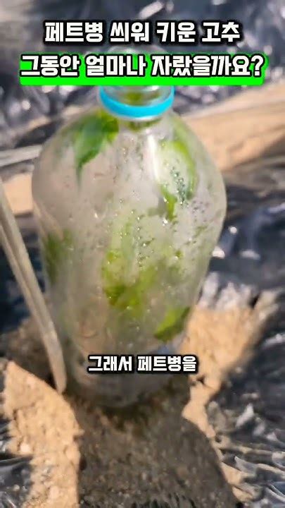 페트병 속 고추 성장상태는 Youtube