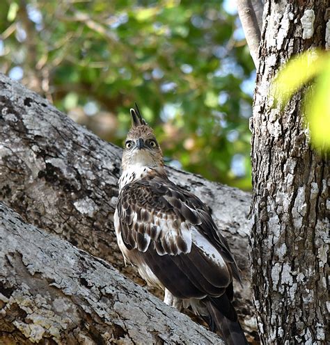 The Life Journey In Photography Legges Hawk Eagle Wilpattu National Park Sri Lanka