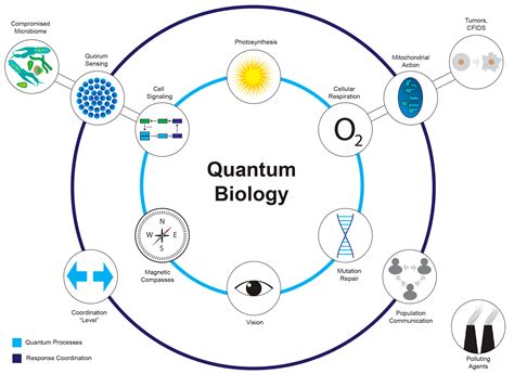 Quantum Biology And Non Targeted Effects Encyclopedia Mdpi