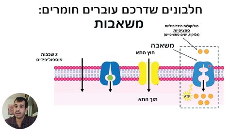 קרום התא לבגרות בביולוגיה Youtube