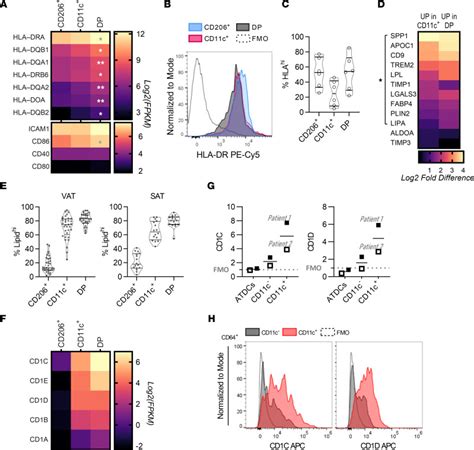 Human Cd206 Macrophages Associate With Diabetes And Adipose Tissue