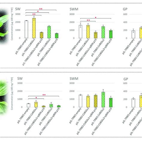 Agroinfiltration Of Leaves Of Diploid A And Tetraploid B C