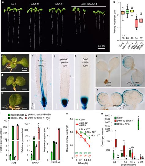 the phenotype and auxin response pattern of pdk1 pdk2 mutant seedlings