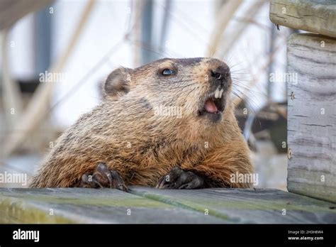 A Groundhogs Marmota Monax Face Makes A Funny Expression As If Its Screaming Good For An