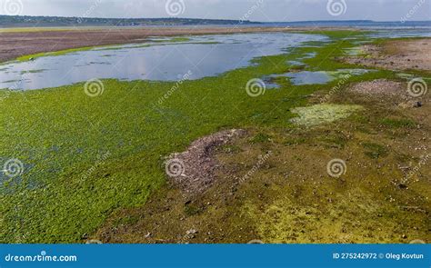 Eutrophication Of The Black Sea Rotting Macrophyte Algae Near The