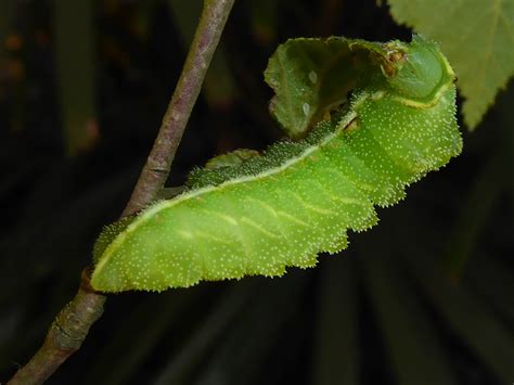 Aglia Japonica Aglia Saturniidae Species Silkmoths And More