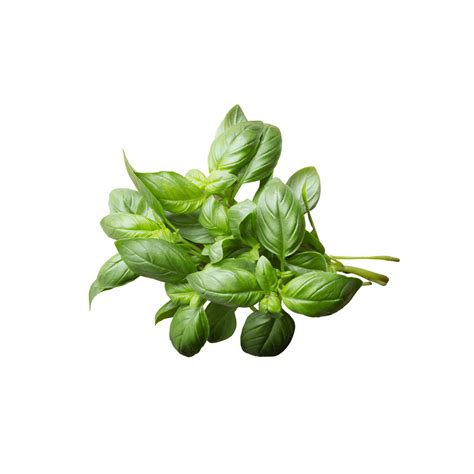 Basil Emily Certified Organic Seeds West Coast Seeds Ritchie Feed And Seed Inc