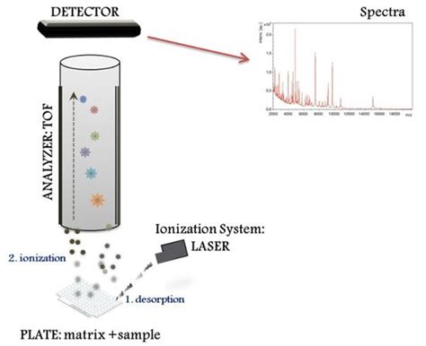 Malditof Mass Spectrometry In Microbiology Encyclopedia Mdpi