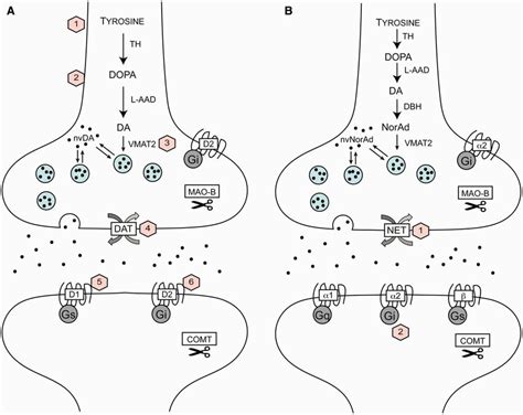 Components Of The Catecholaminergic Synapses A Dopamine The