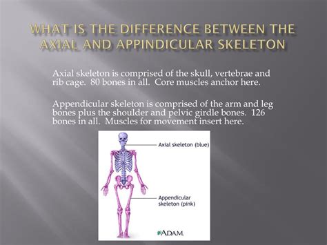 Ppt How Many Bones Make Up An Adult Skeleton How Many At Birth Why