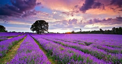 4k Lavender Wallpapers Top Free 4k Lavender Backgrounds Wallpaperaccess