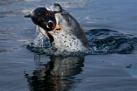 Scientists Horrifying Final Moments As Shes Killed By Leopard Seal