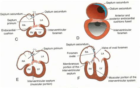 Septum Formation In The Atrium Development Of Human Cardiovascular System