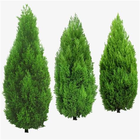 Tree PNG Three Different Types Of Trees