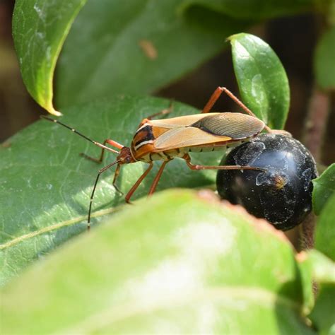 Chinch Bugs · Green Image Lawn Care