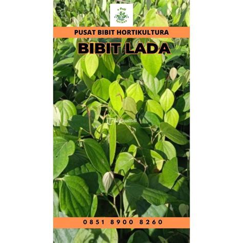 Tsel Pusat Bibit Benih Pokok Lada Pahit Di Pati Tribun Jualbeli