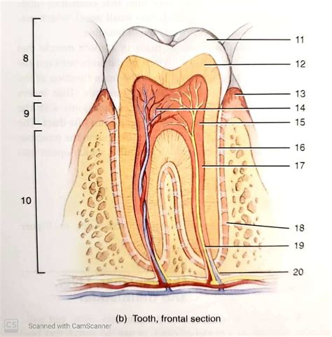Biol 2311l Tooth Labeling Diagram Quizlet