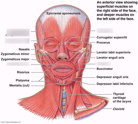 Head Muscles Diagram Quizlet
