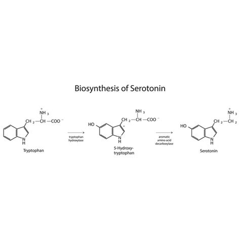 Aromatization Pathway Over 129 Royalty Free Licensable Stock Vectors And Vector Art Shutterstock