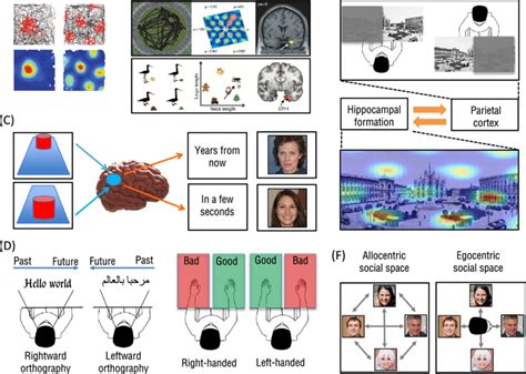 Allocentric And Egocentric Organization Of Spatial And Nonspatial