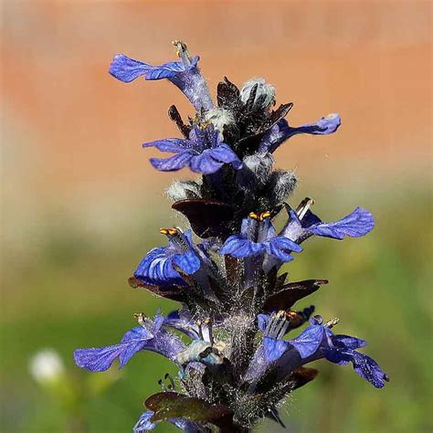 Buy Bugle Ajuga Reptans From £250