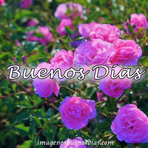 Imágenes Buenos Días Con Flores Imágenes Buenos Días