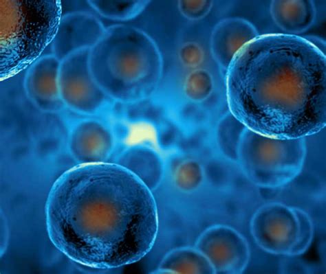 Bone Marrow Aspirasyon Ve Kültürü Bmac Kemik İliği Kaynaklı Hücresel Terapi Biotrend