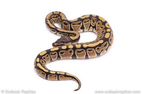 African Import Ball Python D22 2 Outback Reptiles