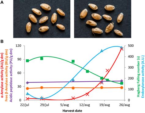 A Photographs Of A Selection Of Wheat Kernels From The Same Cultivar