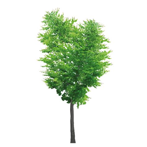 Without Png Picture Isolated Trees On Without Background Tree Trees
