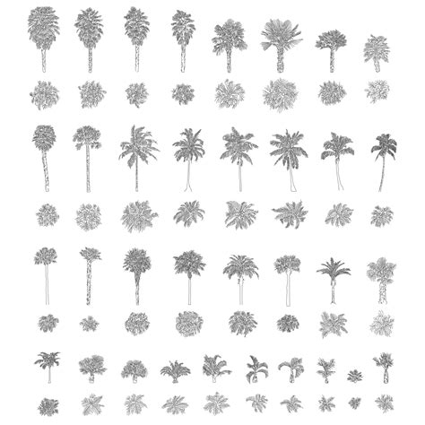 Palms Dwg Cad Blocks In Plan And Elevation Cadnature