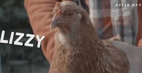 Chicken Powered Image Stabilizer  On Imgur