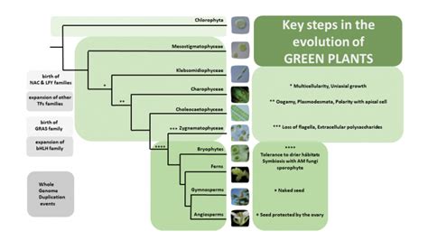 Review Sequencing And Analyzing The Transcriptomes Of A Thousand Plant