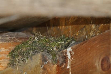 Reflections From Crumbly Acres Phoebe Nesting Progress