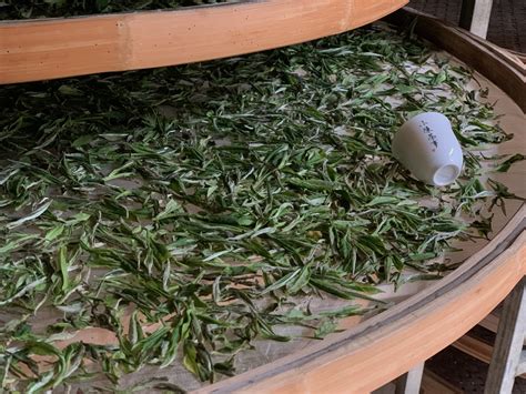 日光萎凋白茶是真有其事，还是炒作？讲真，看完这4点，真相大白 百科ta说