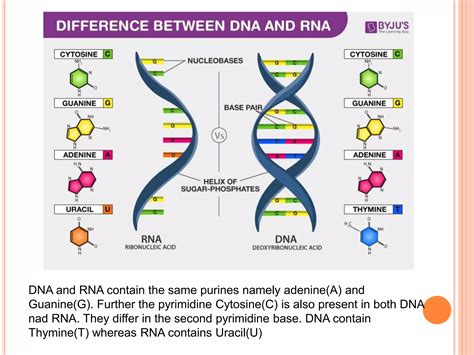 Biomolecules Carbohydrates Lipids Nucleic Acid PPTX