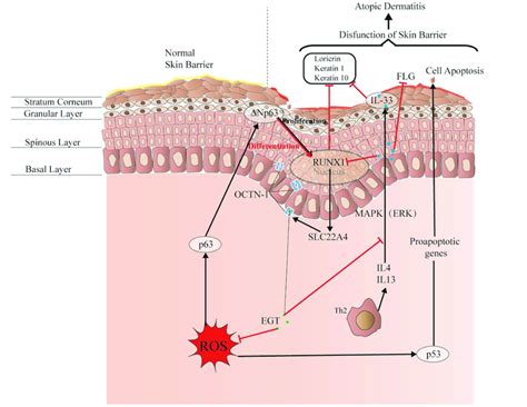 Egt Potentially Regulates Runx1 Via The Protective Skin Barrier