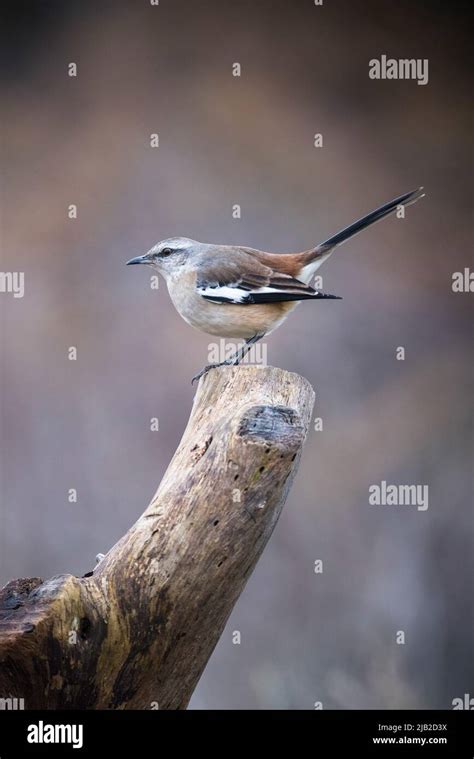 White Banded Mockingbird Mimus Triurus In Pampas Grass Environment