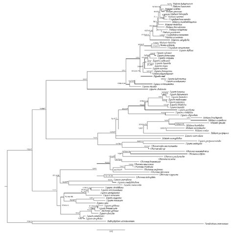 Phylogenetic Tree Obtained By Maximum Likelihood Analysis Of The
