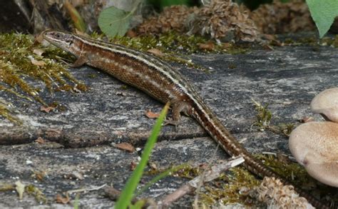 Common Lizards Blog Foxglove Covert Local Nature Reserve