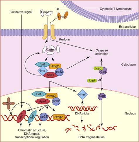 Mabtech颗粒酶（granzyme）的使用和原理生物器材网
