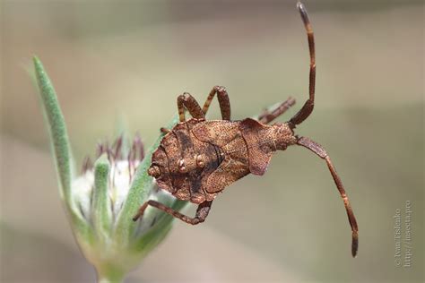 Photo 52098 Coreus Marginatus
