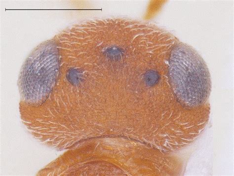 C Elegans Head Dorsal View Male Download Scientific Diagram